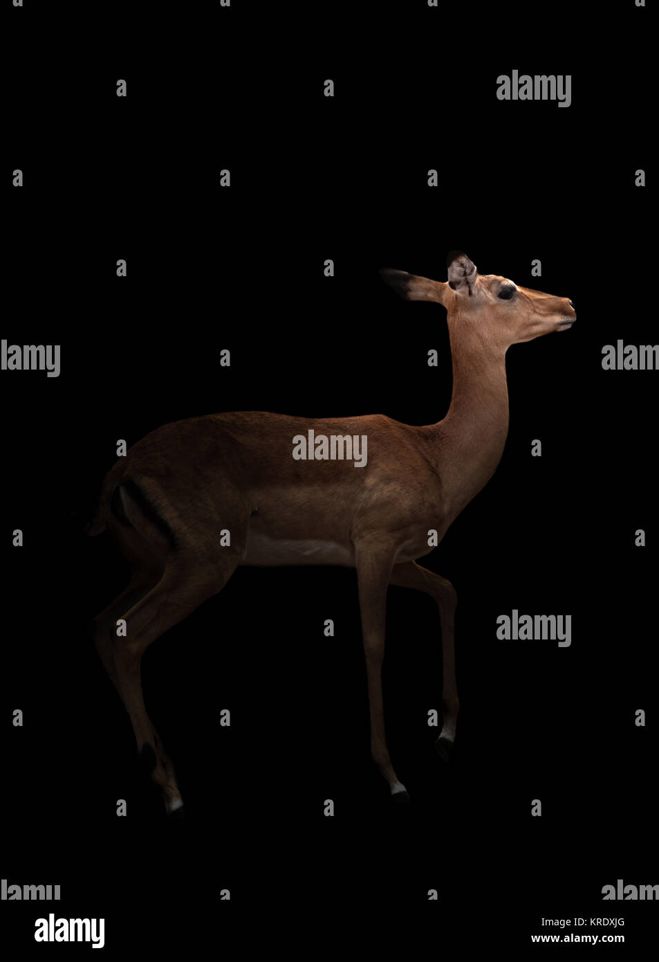 impala in the dark Stock Photo - Alamy