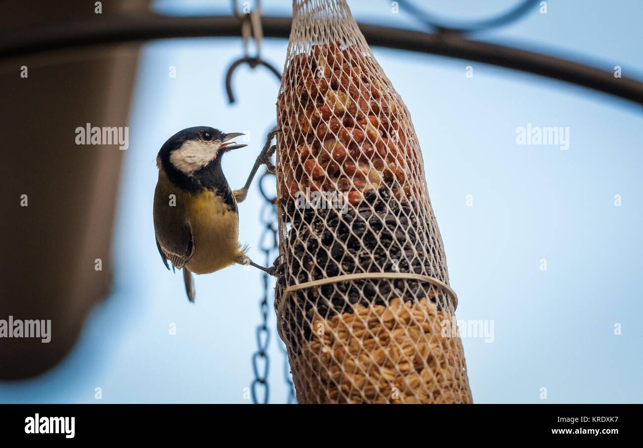 great tit titmouse eating a food pole Stock Photo - Alamy