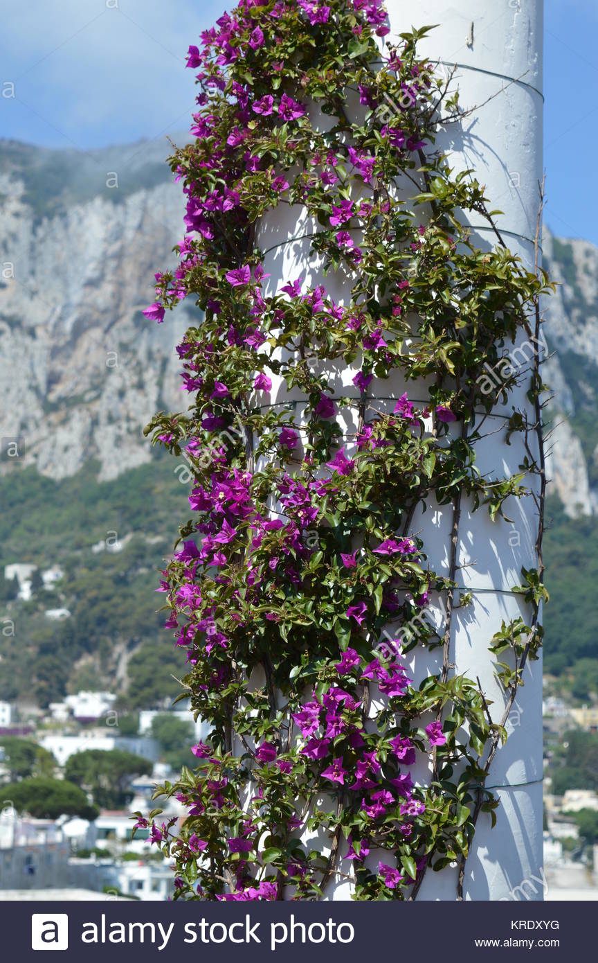 Clinging Plants Stock Photos & Clinging Plants Stock Images - Alamy