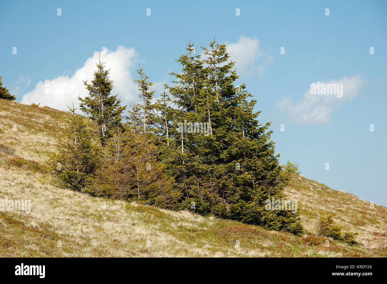 conifers in the mountains Stock Photo - Alamy