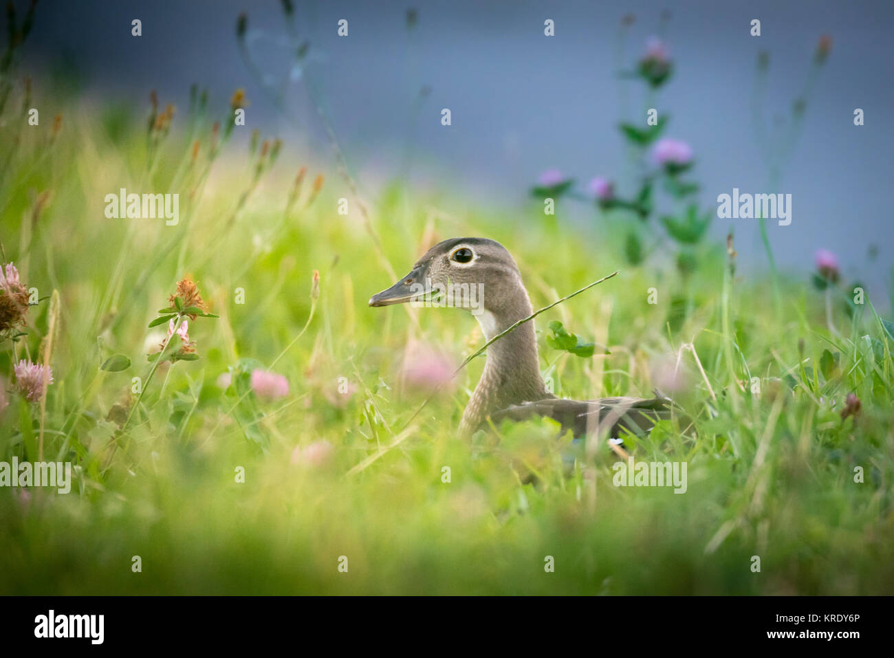 mandarin duck hides Stock Photo - Alamy