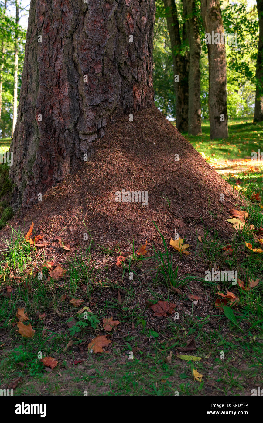 Anthill in the coniferous forest hi-res stock photography and images ...
