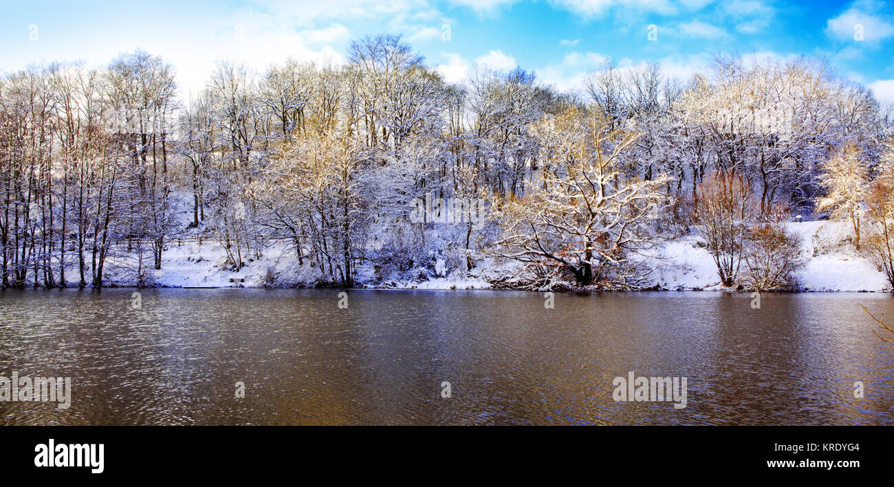 Frosty tree in the winter scenery . Winter landscape of frozen trees ...