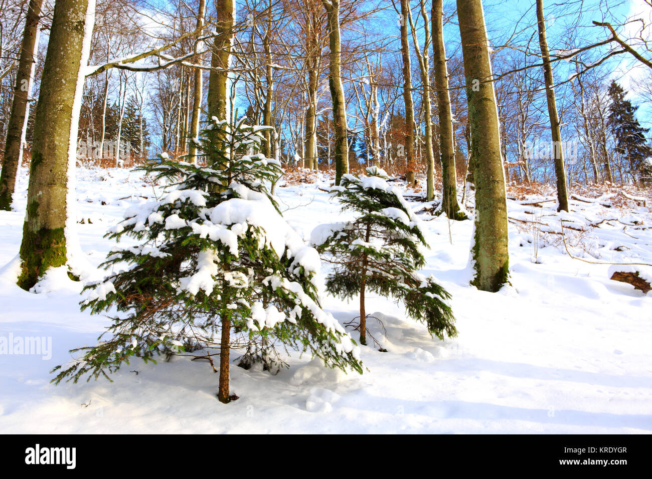 Two small fir trees covered with snow. Christmas background Stock Photo ...