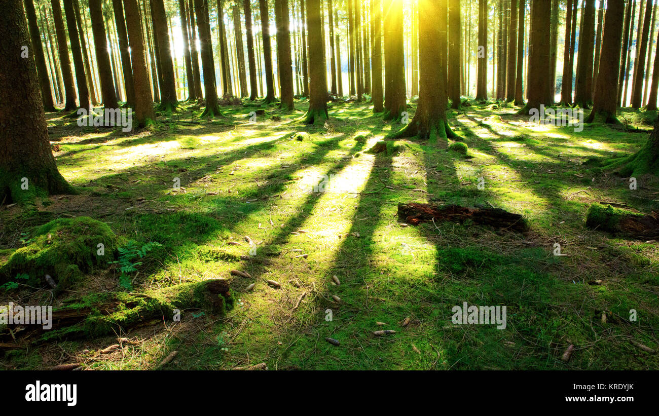 Beautiful nature at morning in the misty spring forest with sun rays ...