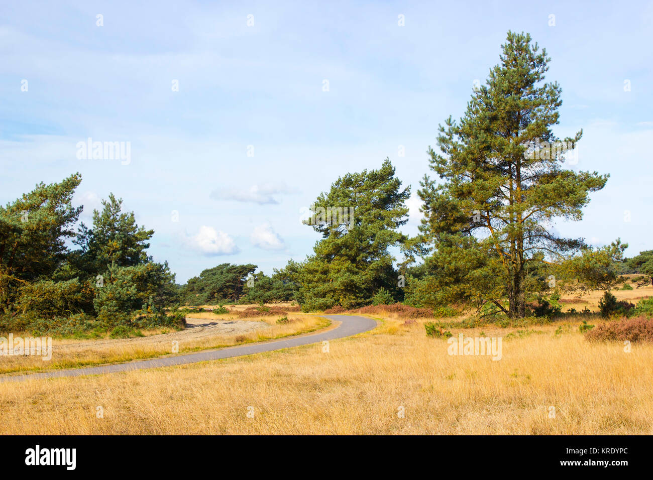 Landscape in National Park Hoge Veluwe in the Netherlands Stock Photo ...