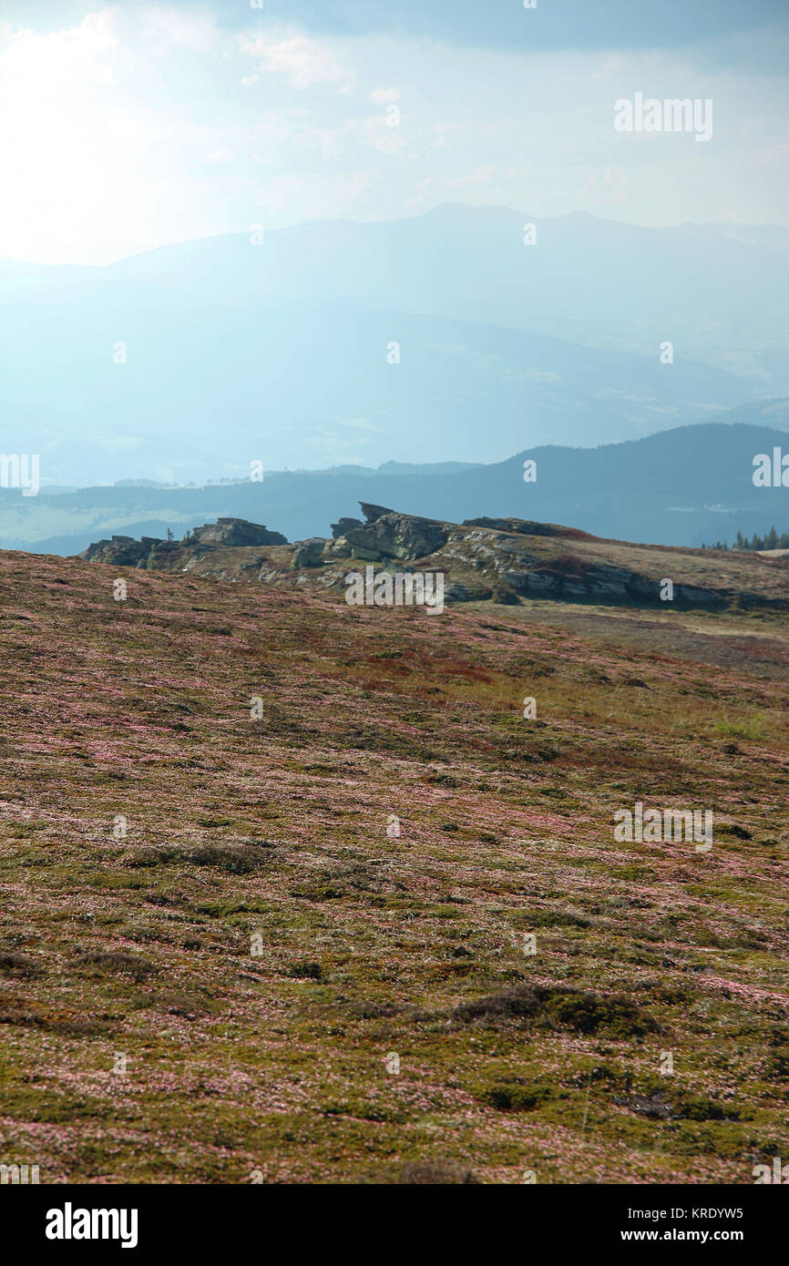 extensive landscape on a high alpine pasture Stock Photo - Alamy