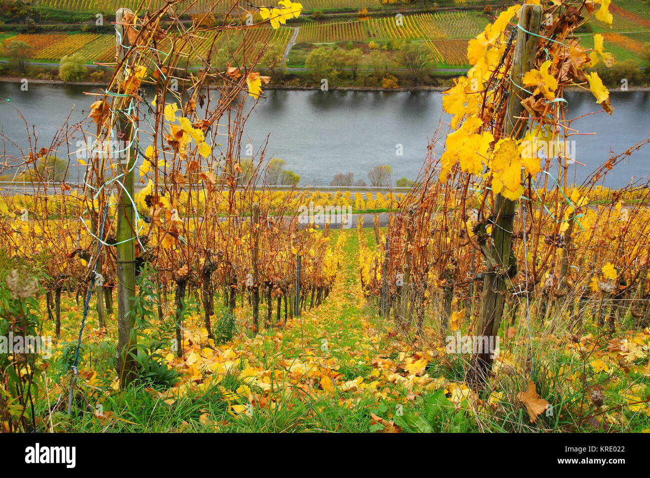 gelbe Reben im Herbst bei Reil an der Mosel Stock Photo - Alamy