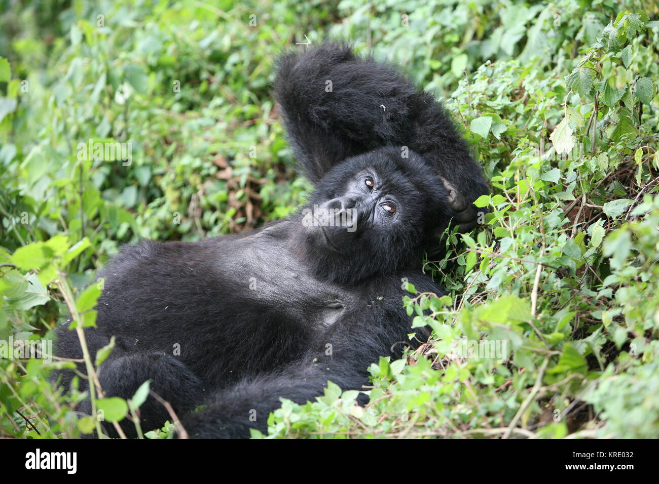 Wild Gorilla animal Rwanda Africa tropical Forest Stock Photo - Alamy