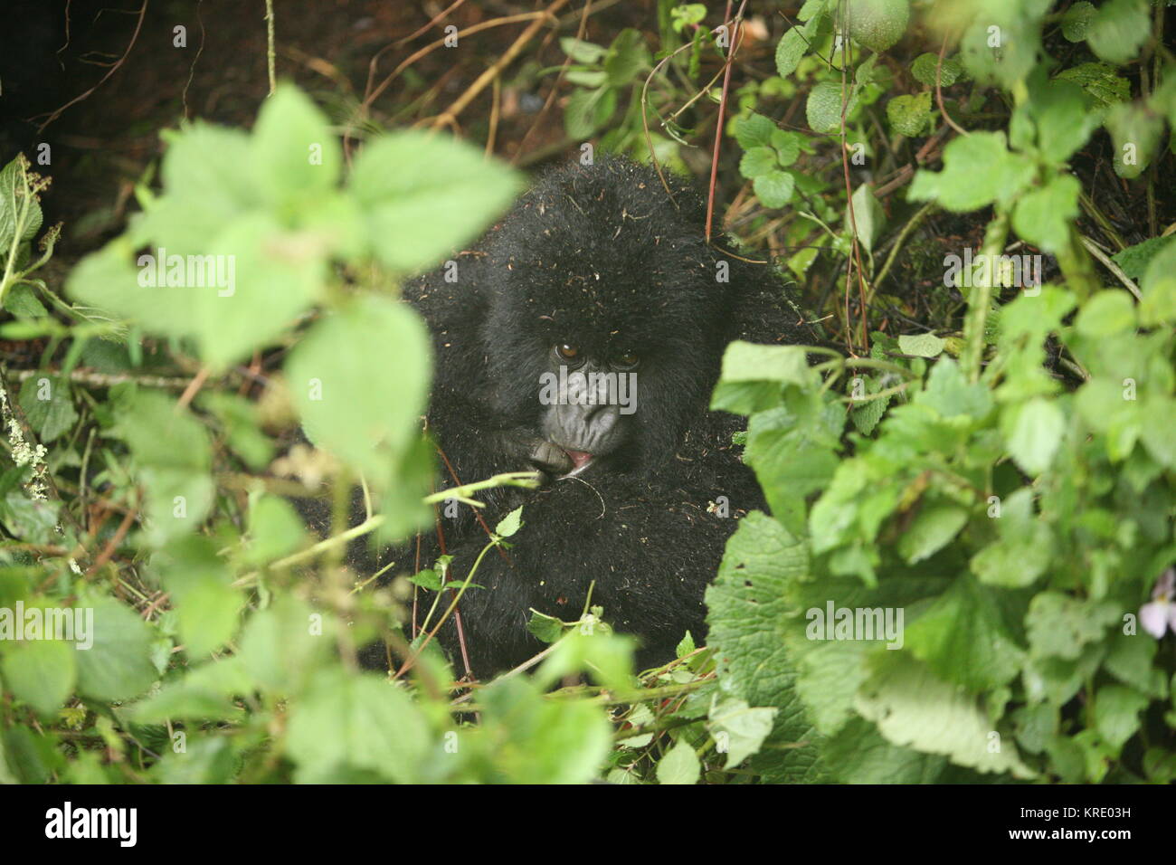 Wild Gorilla animal Rwanda Africa tropical Forest Stock Photo - Alamy