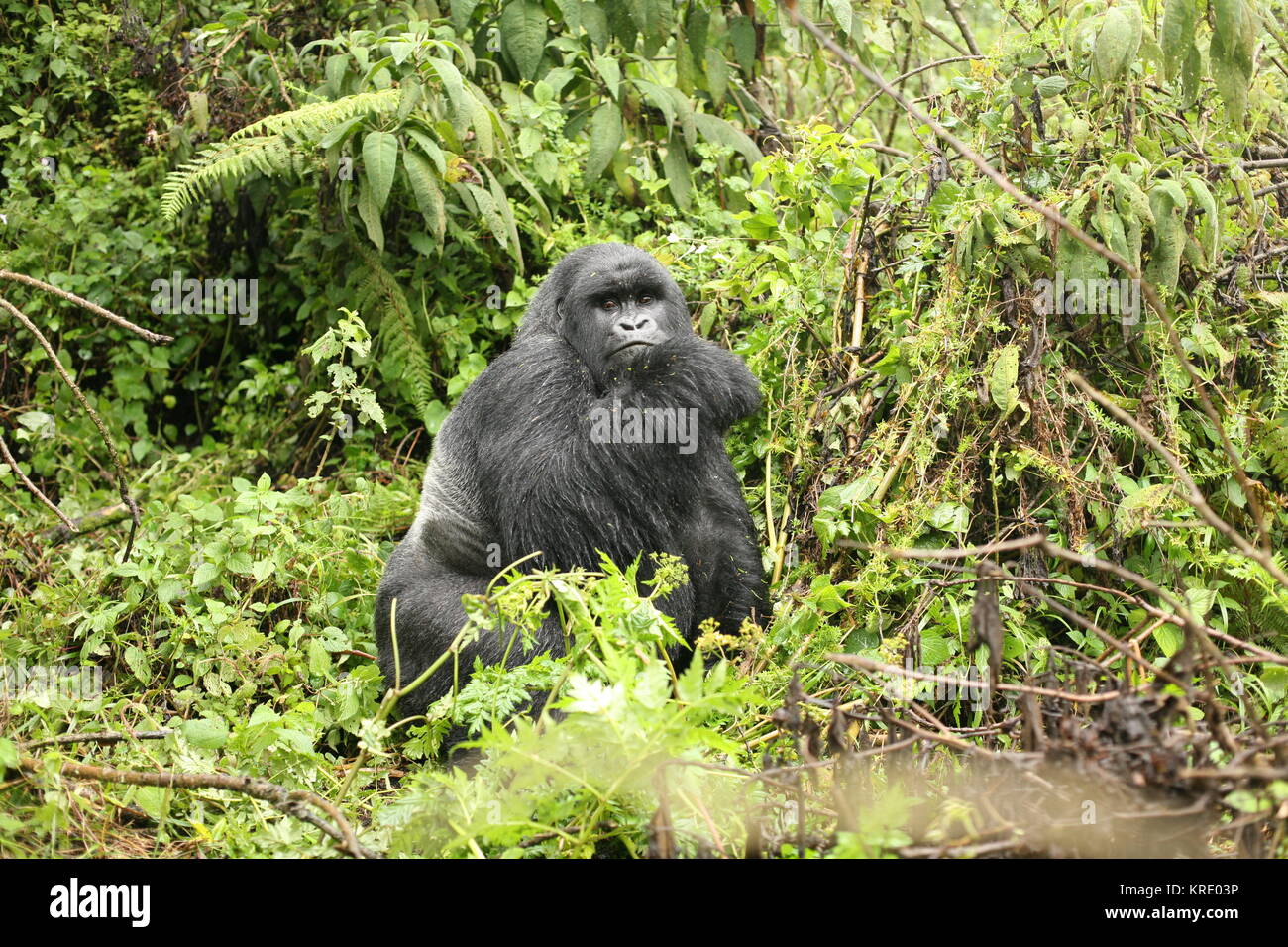 Wild Gorilla animal Rwanda Africa tropical Forest Stock Photo - Alamy
