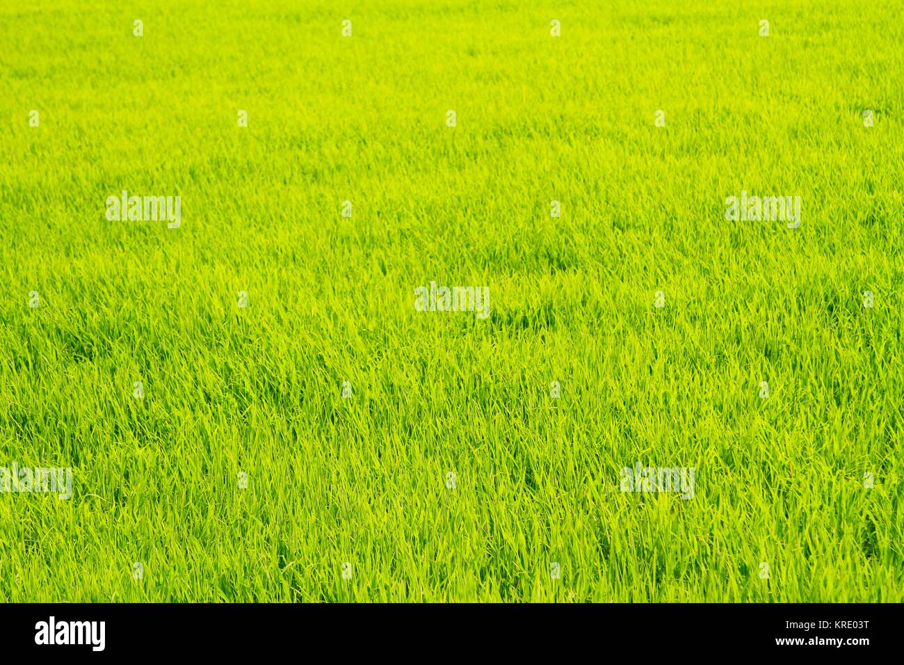 Rice Field texture, Mekong Delta, Vietnam Stock Photo - Alamy