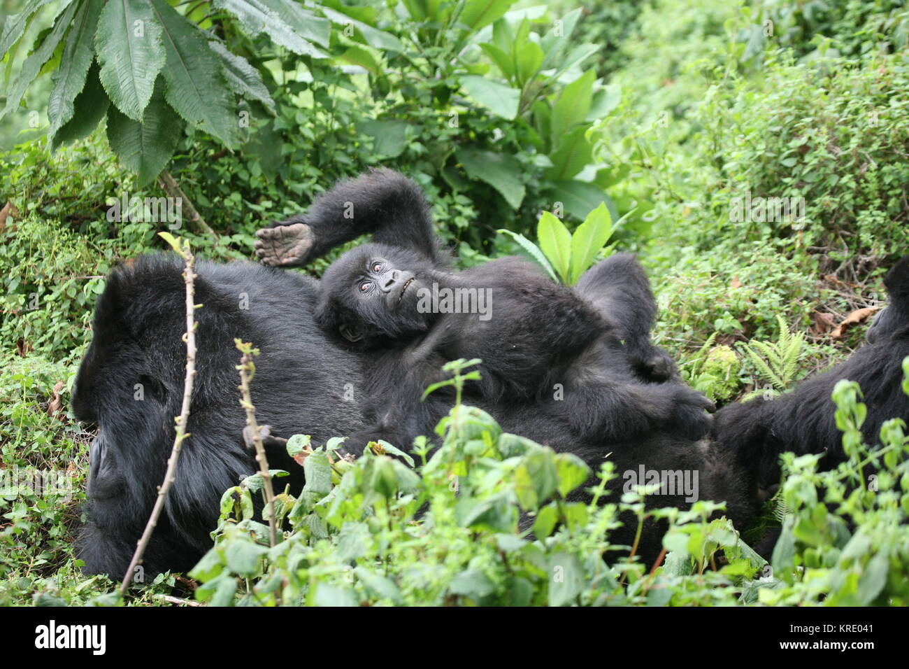 Wild Gorilla animal Rwanda Africa tropical Forest Stock Photo - Alamy