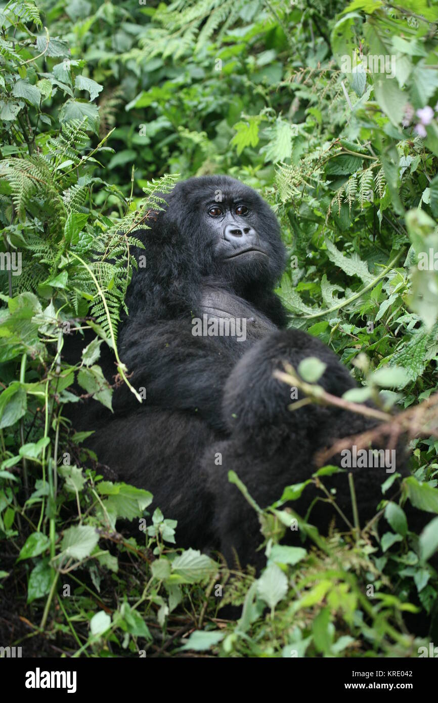 Wild Gorilla animal Rwanda Africa tropical Forest Stock Photo - Alamy