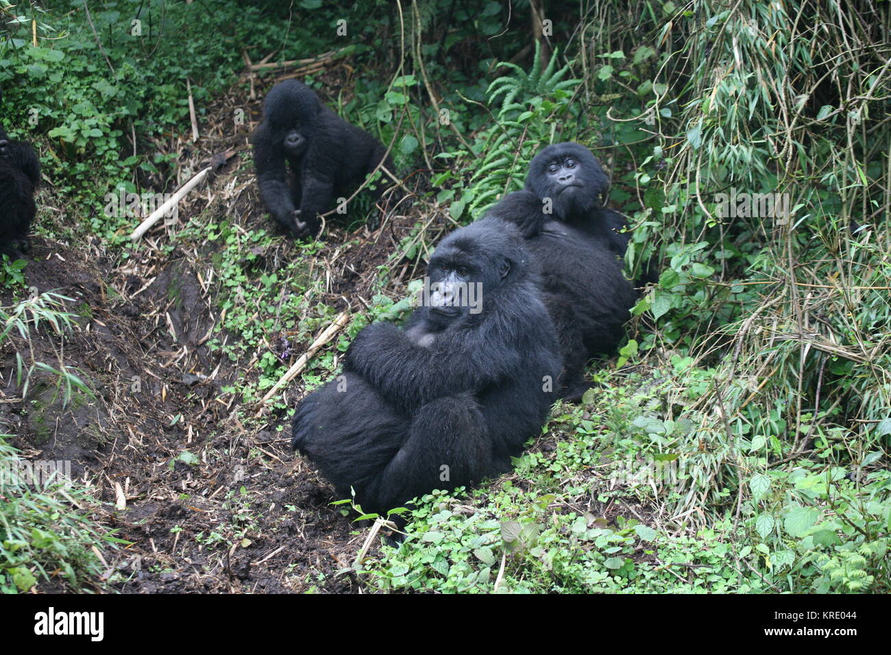 Wild Gorilla animal Rwanda Africa tropical Forest Stock Photo - Alamy