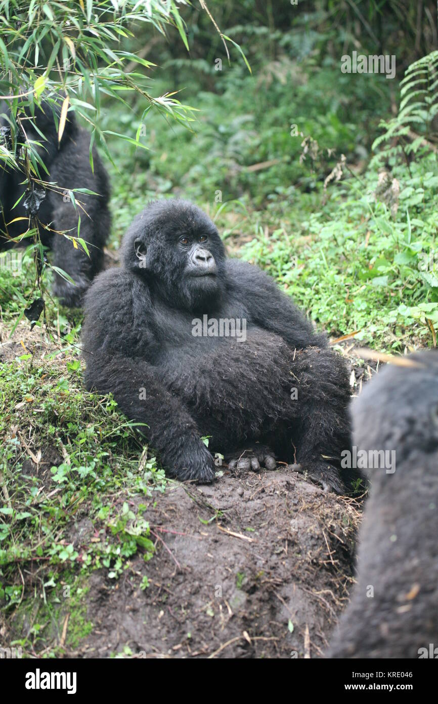 Wild Gorilla animal Rwanda Africa tropical Forest Stock Photo - Alamy
