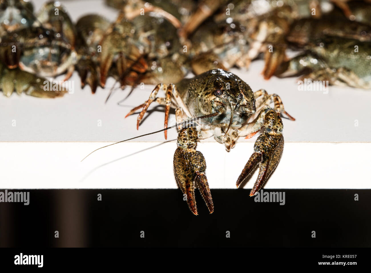 Alive crayfish closeup Stock Photo - Alamy