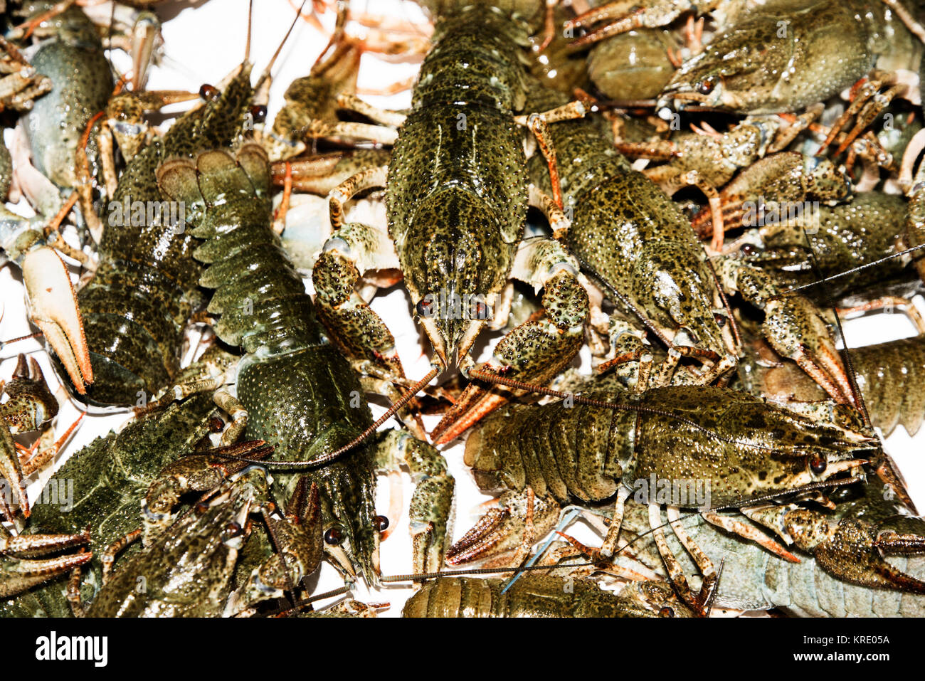 Alive crayfish closeup Stock Photo - Alamy