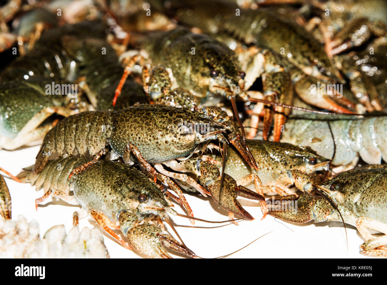 Alive crayfish closeup Stock Photo - Alamy