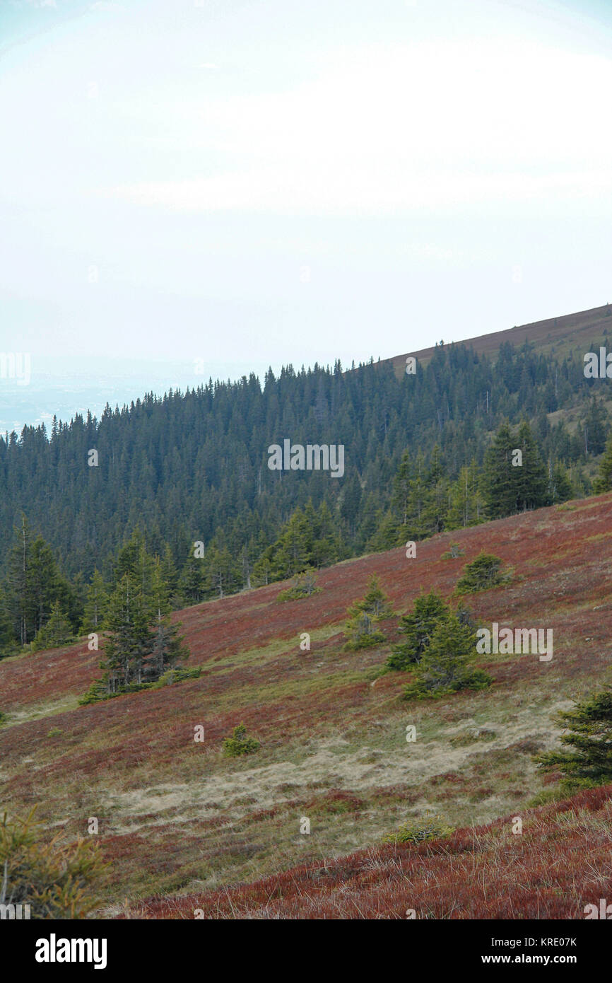 extensive landscape high on a mountain pasture in summer Stock Photo ...