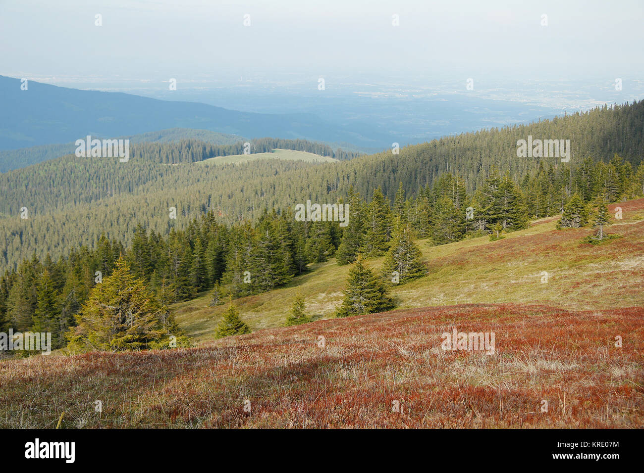extensive landscape high on a mountain pasture in summer Stock Photo ...