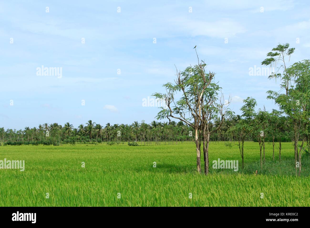 Rice fields, Mekong Delta, Vietnam Stock Photo - Alamy