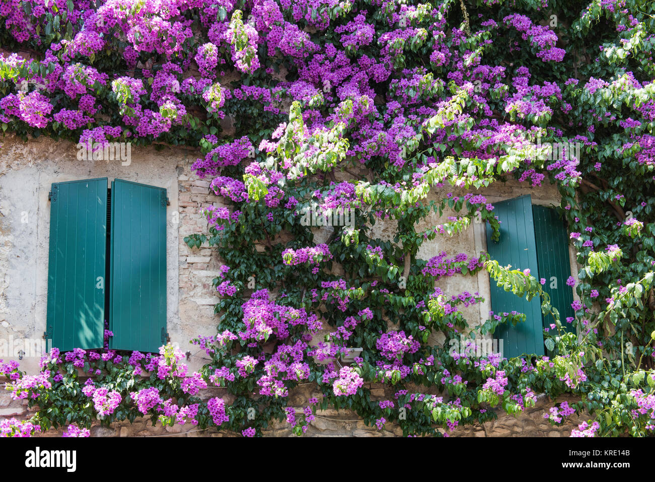 Beautiful window covered with flowers in Italy Stock Photo - Alamy
