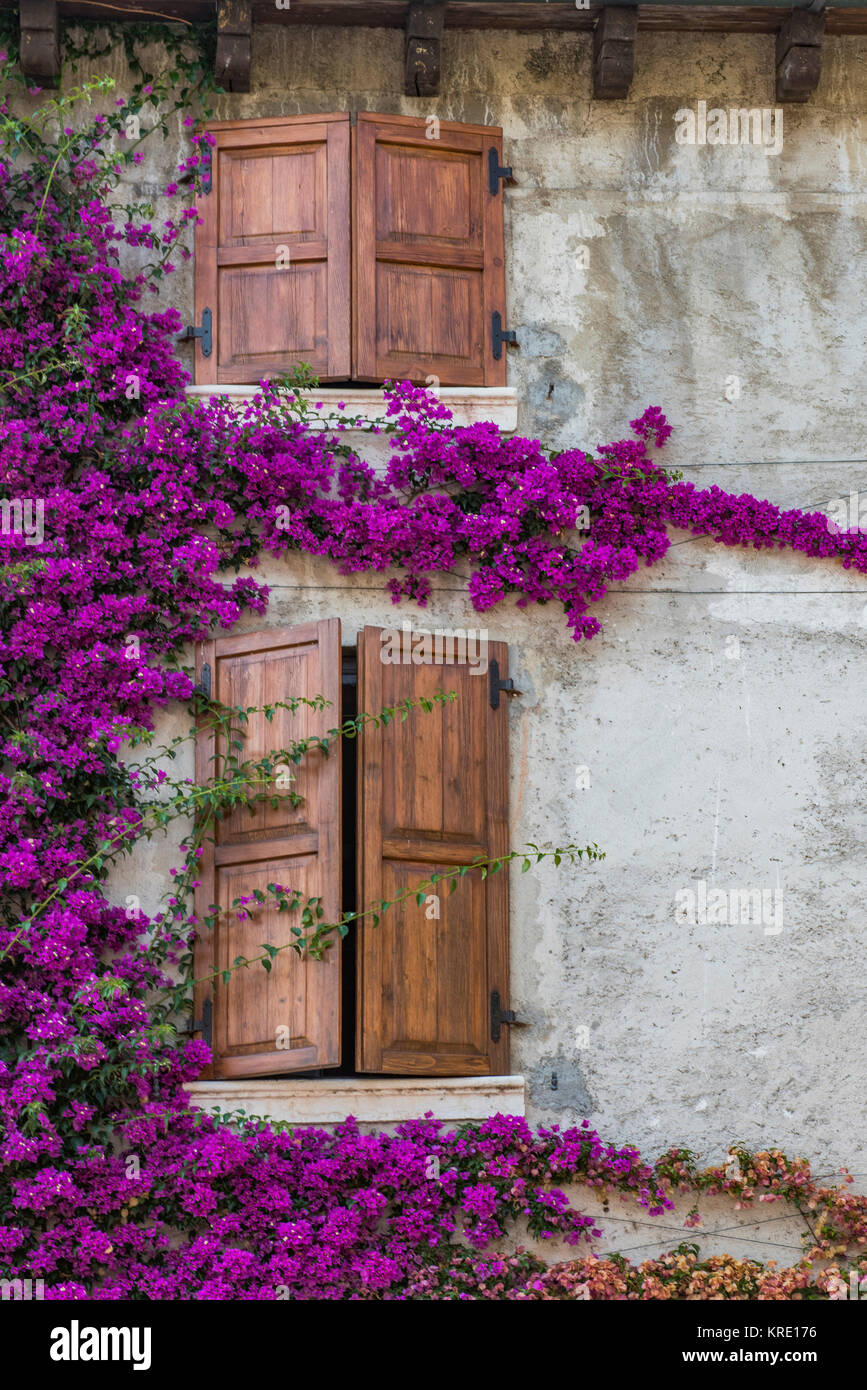 Beautiful window covered with flowers in Italy Stock Photo - Alamy