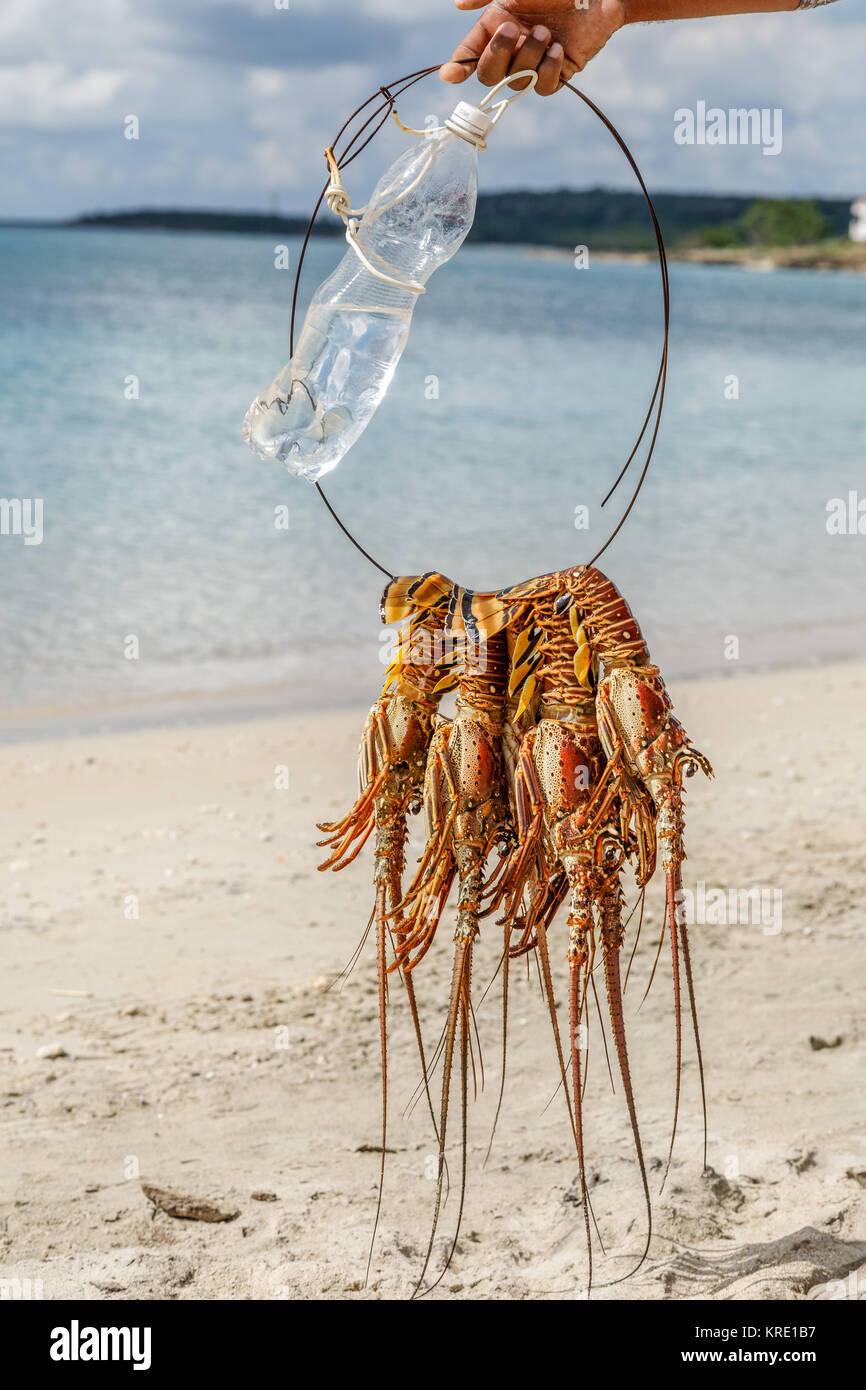 Caribbean lobster hi-res stock photography and images - Alamy