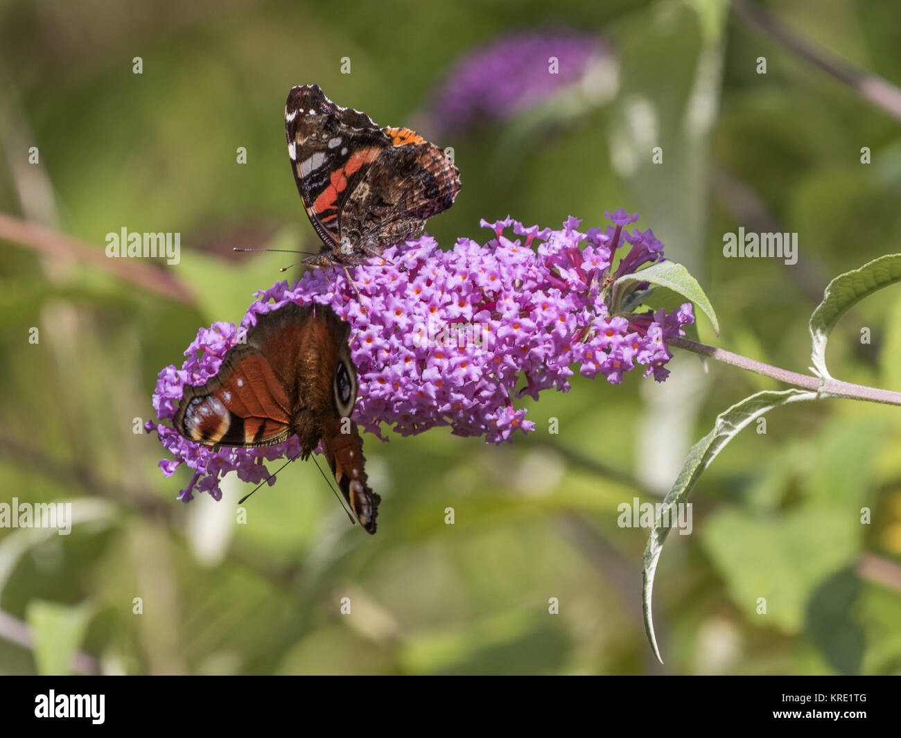 Peacock and red admirable butterfly ( atalanta, the red admiral ) on ...