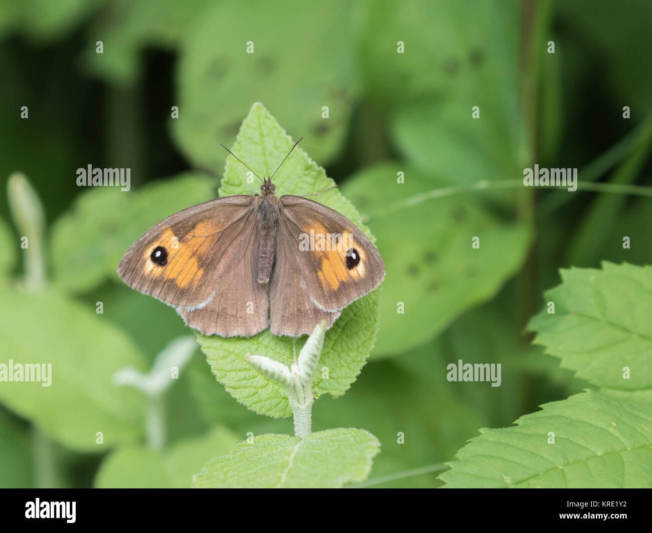 Meadow Brown Butterfly (Maniola jurtina Stock Photo - Alamy