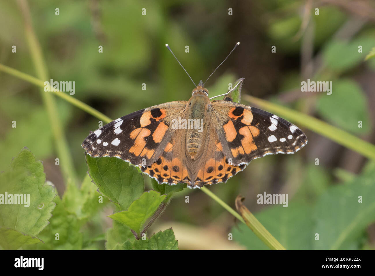 Painted lady butterfly ( Vanessa cardui Stock Photo - Alamy