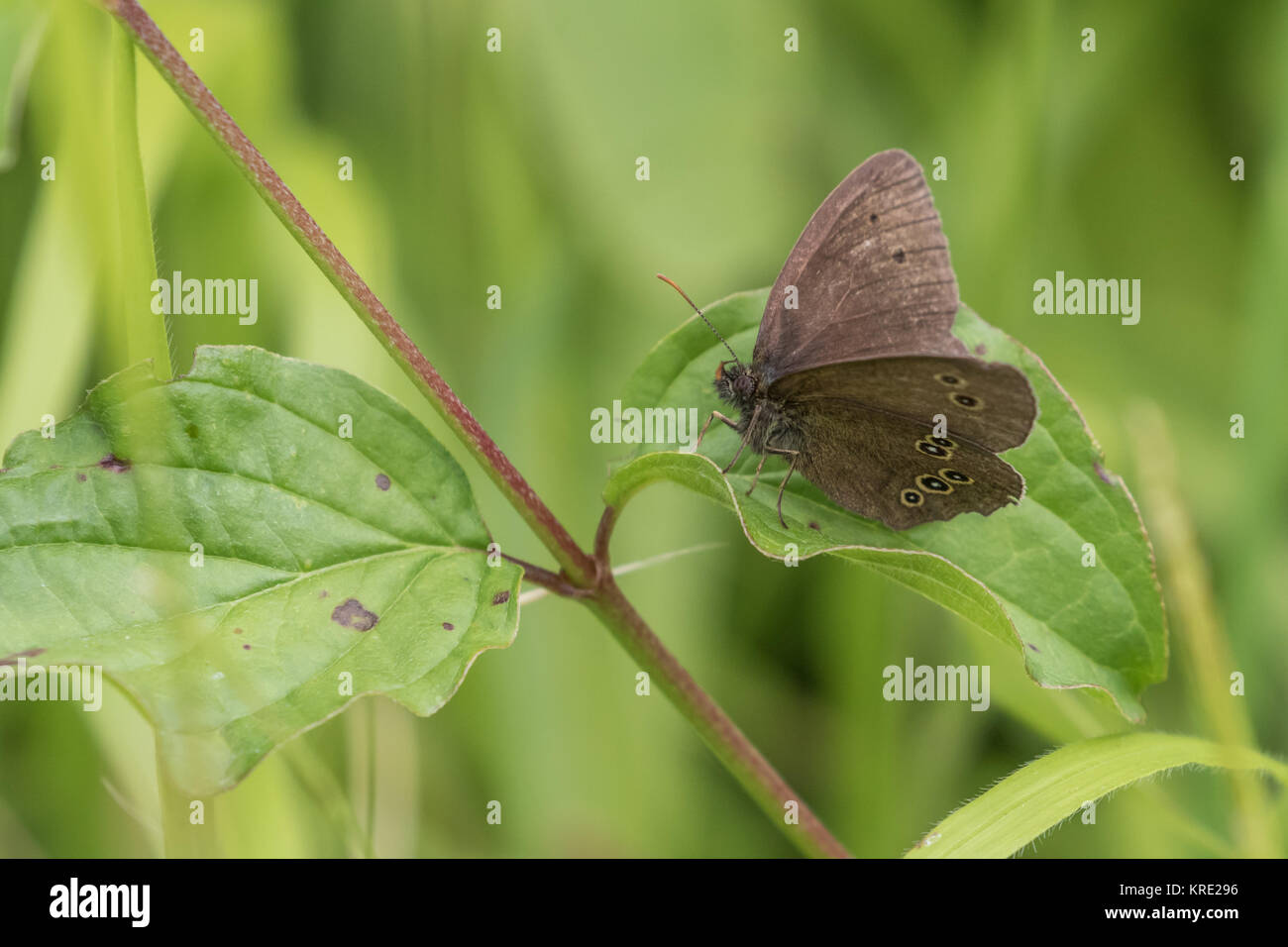 Ringlet Butterfly ( Aphantopus hyperantus ) perched on a plant Stock ...
