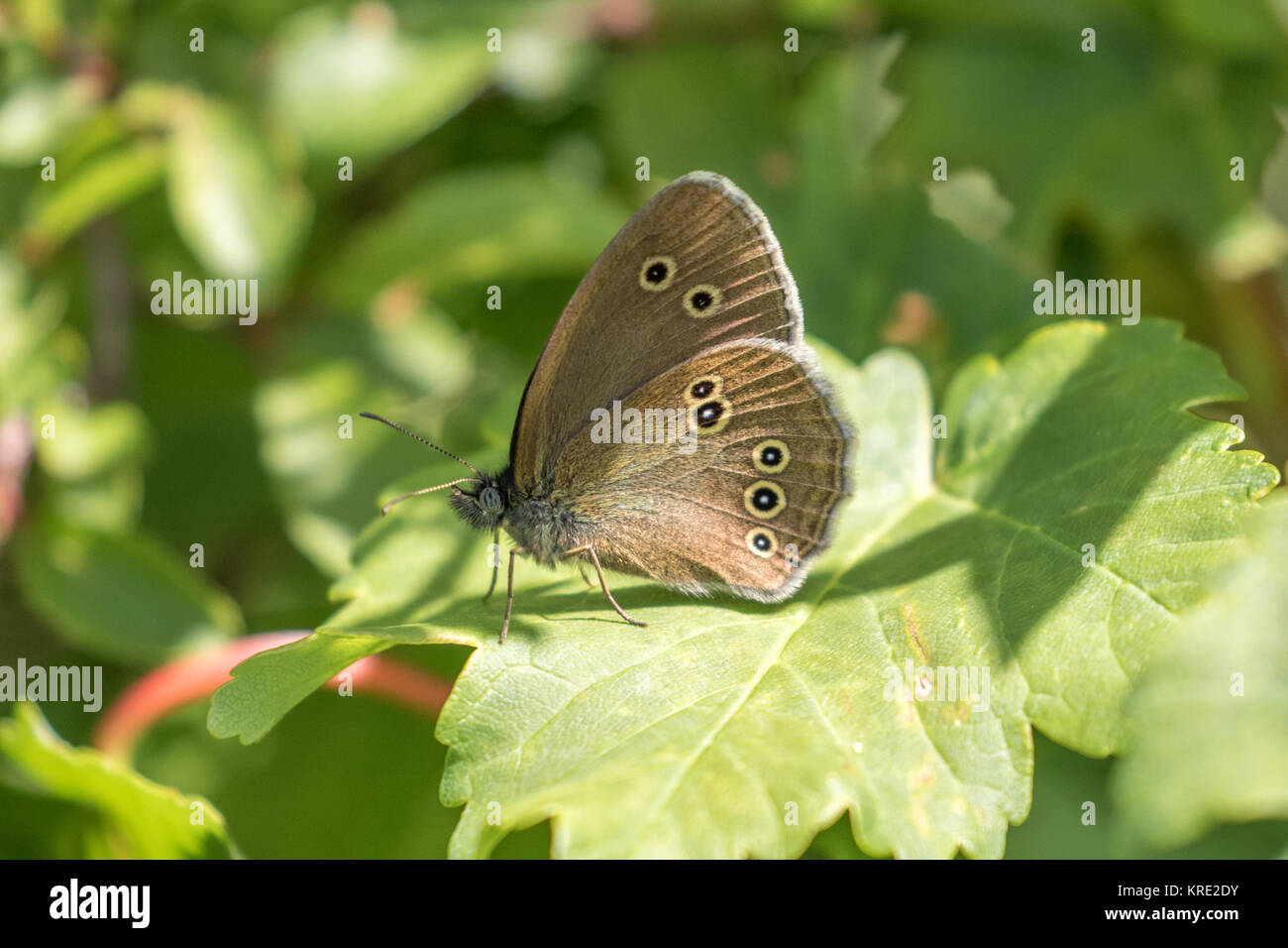 Ringlet Butterfly ( Aphantopus hyperantus ) perched on a plant Stock ...