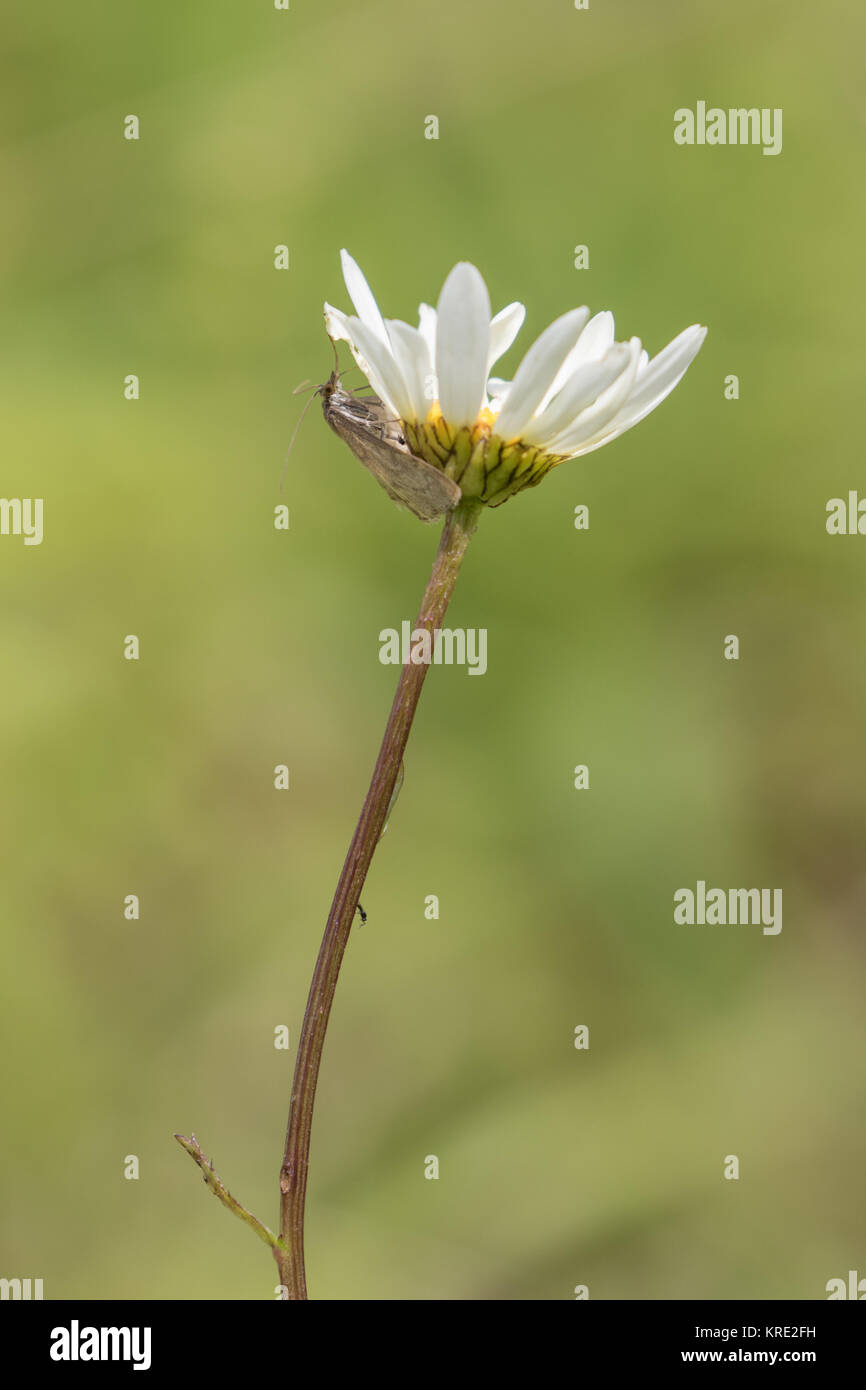 White moth on oxeye daisy Stock Photo - Alamy