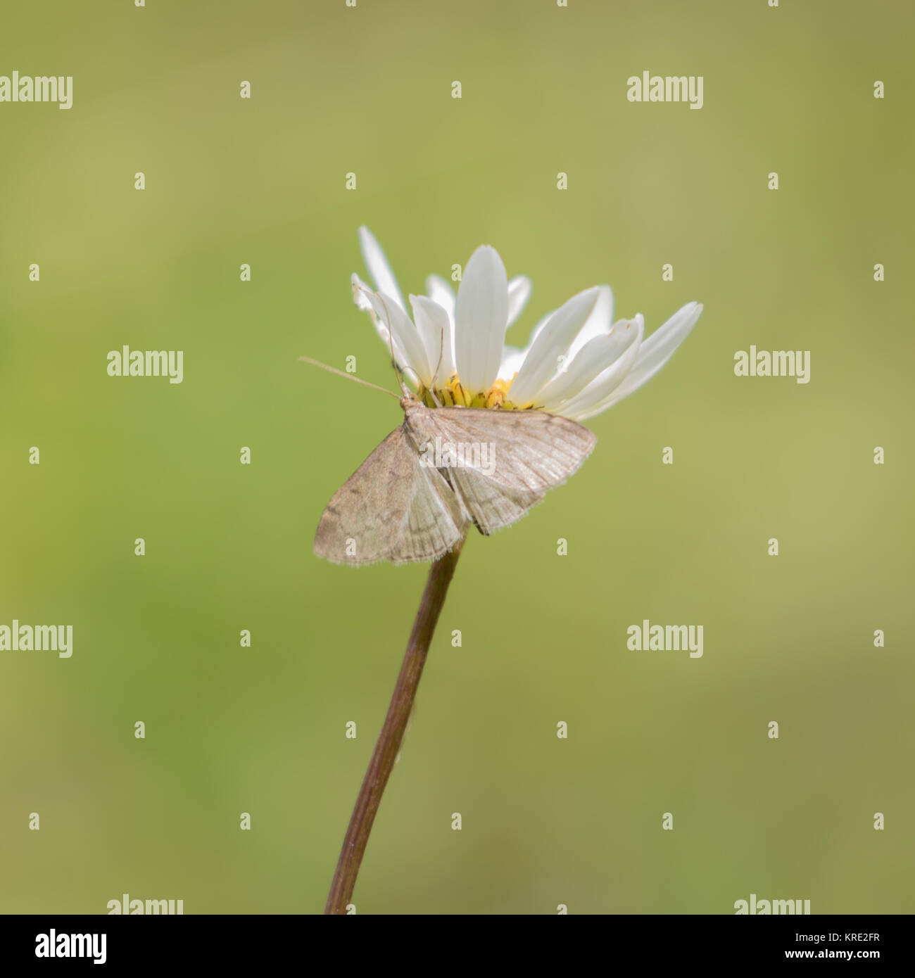 White moth on oxeye daisy Stock Photo - Alamy
