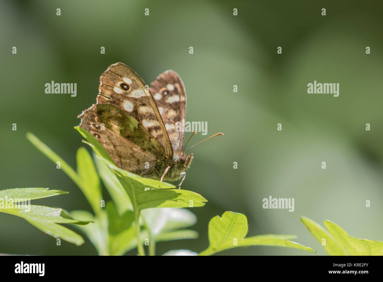 Speckled wood and leaf hi-res stock photography and images - Alamy