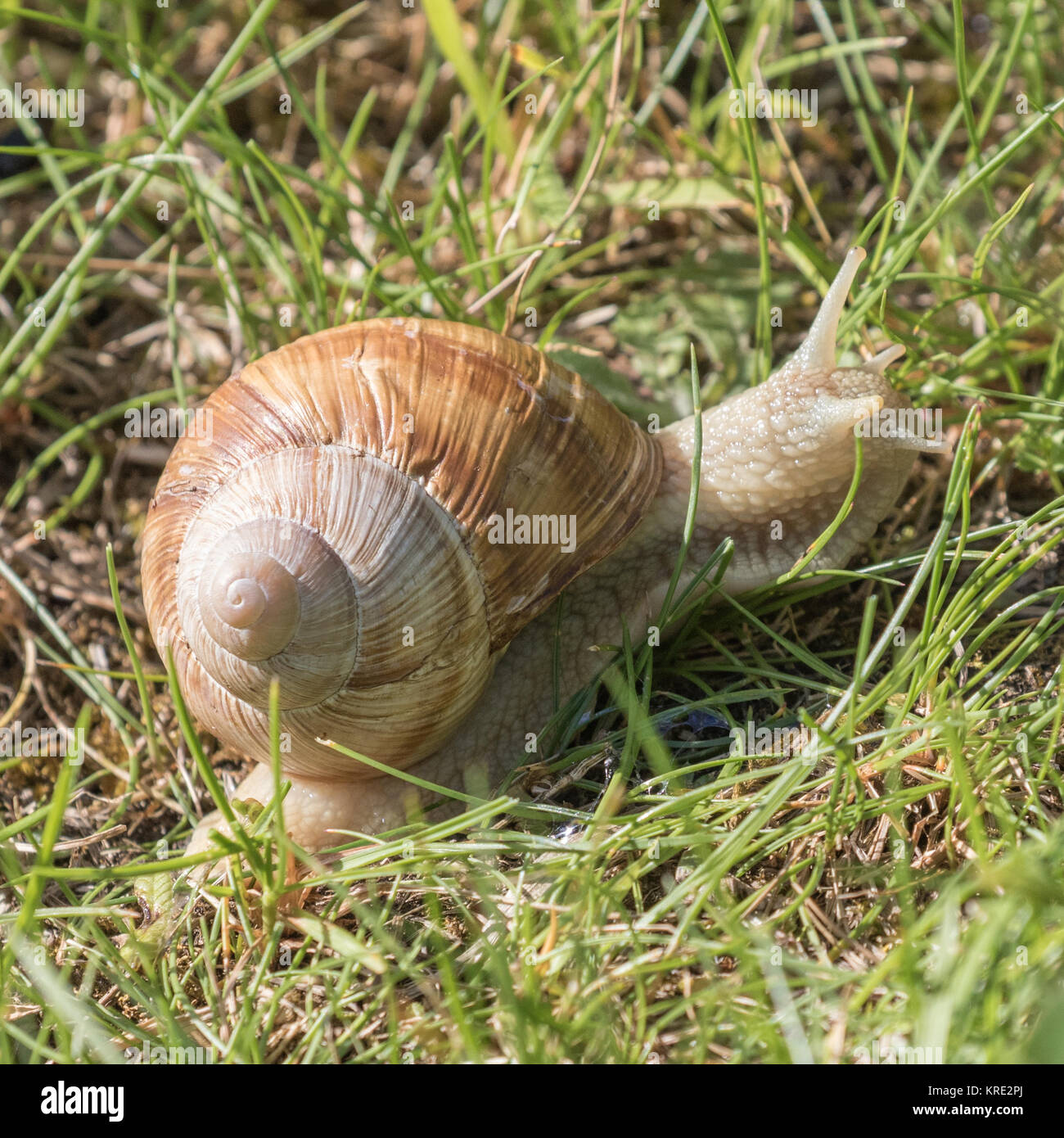 Roman snail, Burgundy snail, edible snail or escargot. ( Helix pomatia ...