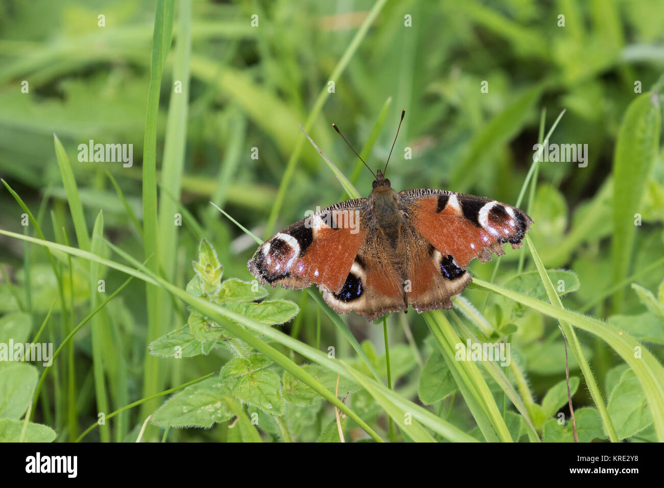 European peacock ( Aglais io ) resting wings out on the ground Stock ...
