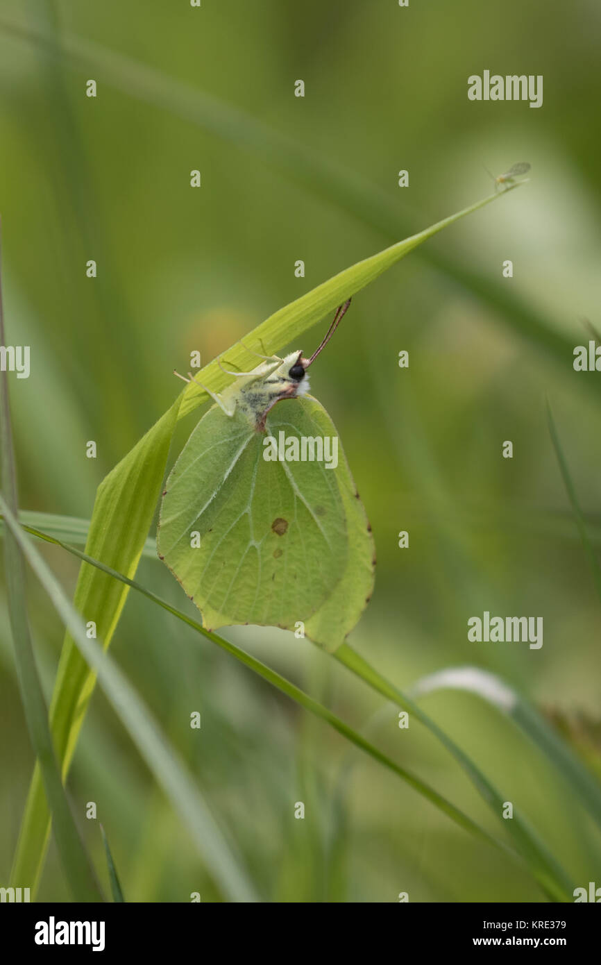 Brimstone Butterfly ( Gonepteryx rhamni ) on a plant Stock Photo - Alamy