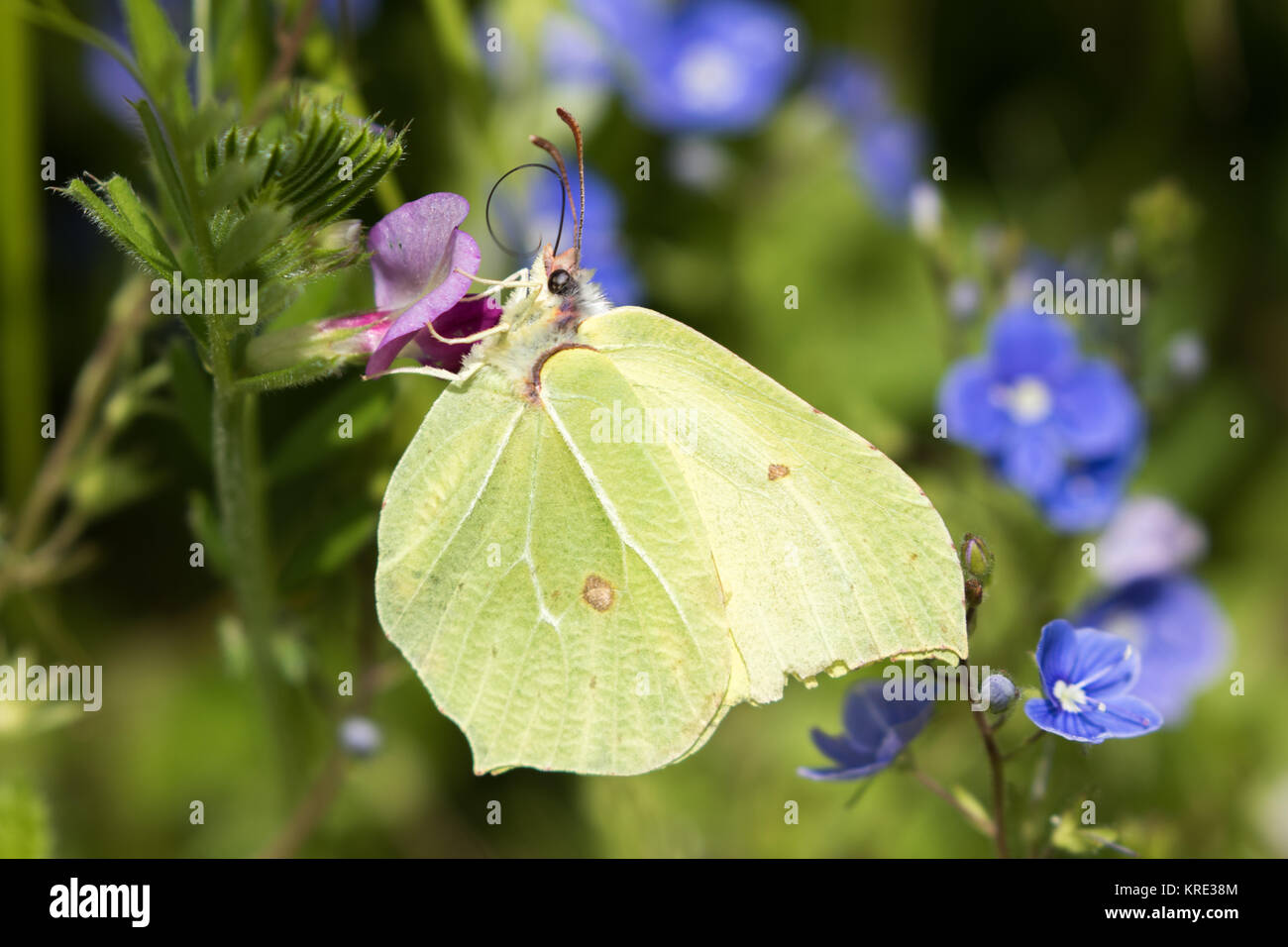 Brimstone Butterfly ( Gonepteryx rhamni ) on a plant Stock Photo - Alamy