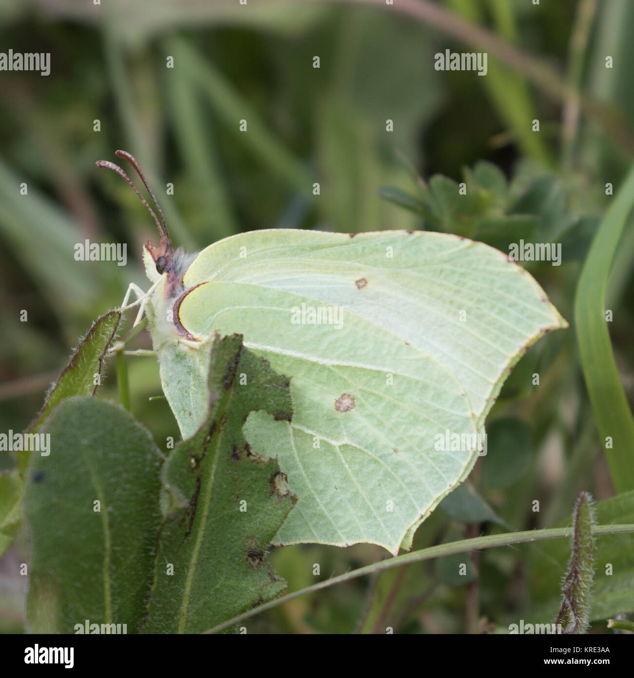 Brimstone Butterfly ( Gonepteryx rhamni ) on a plant Stock Photo - Alamy