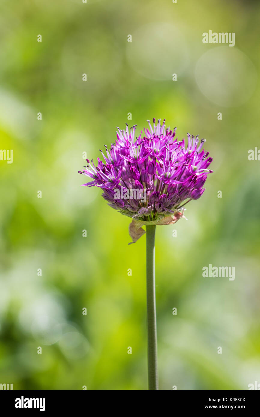 Close up of Scabious or Scabiosa flower head Stock Photo - Alamy
