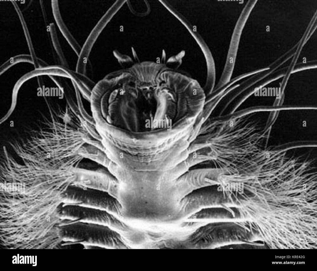Ice worm closeupNASA Stock Photo - Alamy