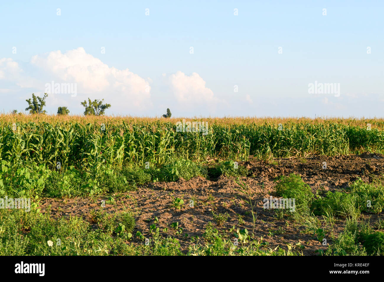 Corn field. Process of growth of corn, it still green also blossoms ...