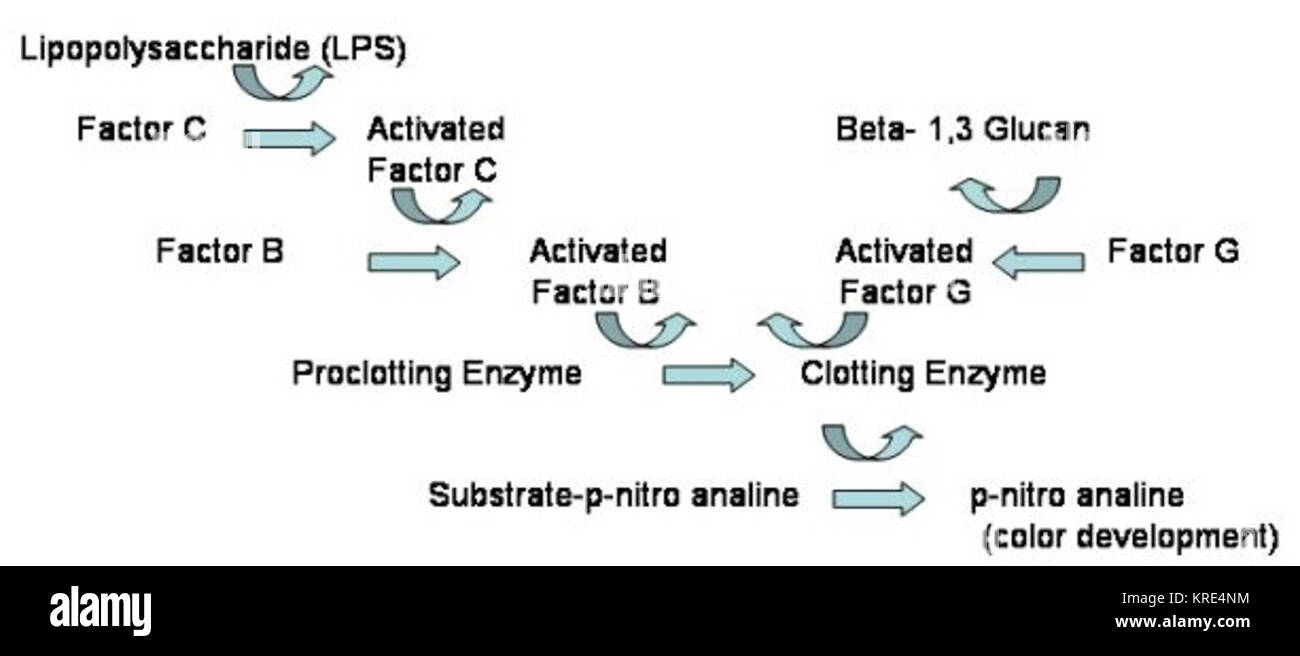 LAL Enzyme Cascade Stock Photo - Alamy