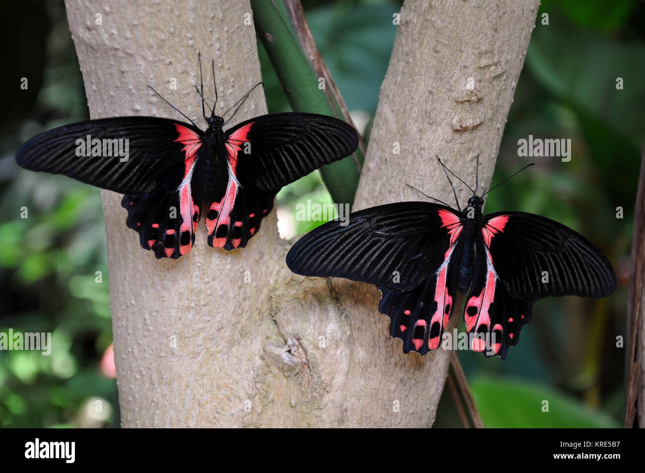 Scarlet swallowtail butterfly papilio rumanzovia hi-res stock ...