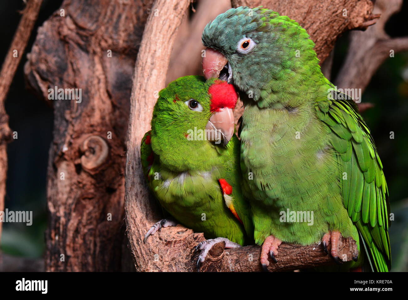 Snuggly parrots hi-res stock photography and images - Alamy