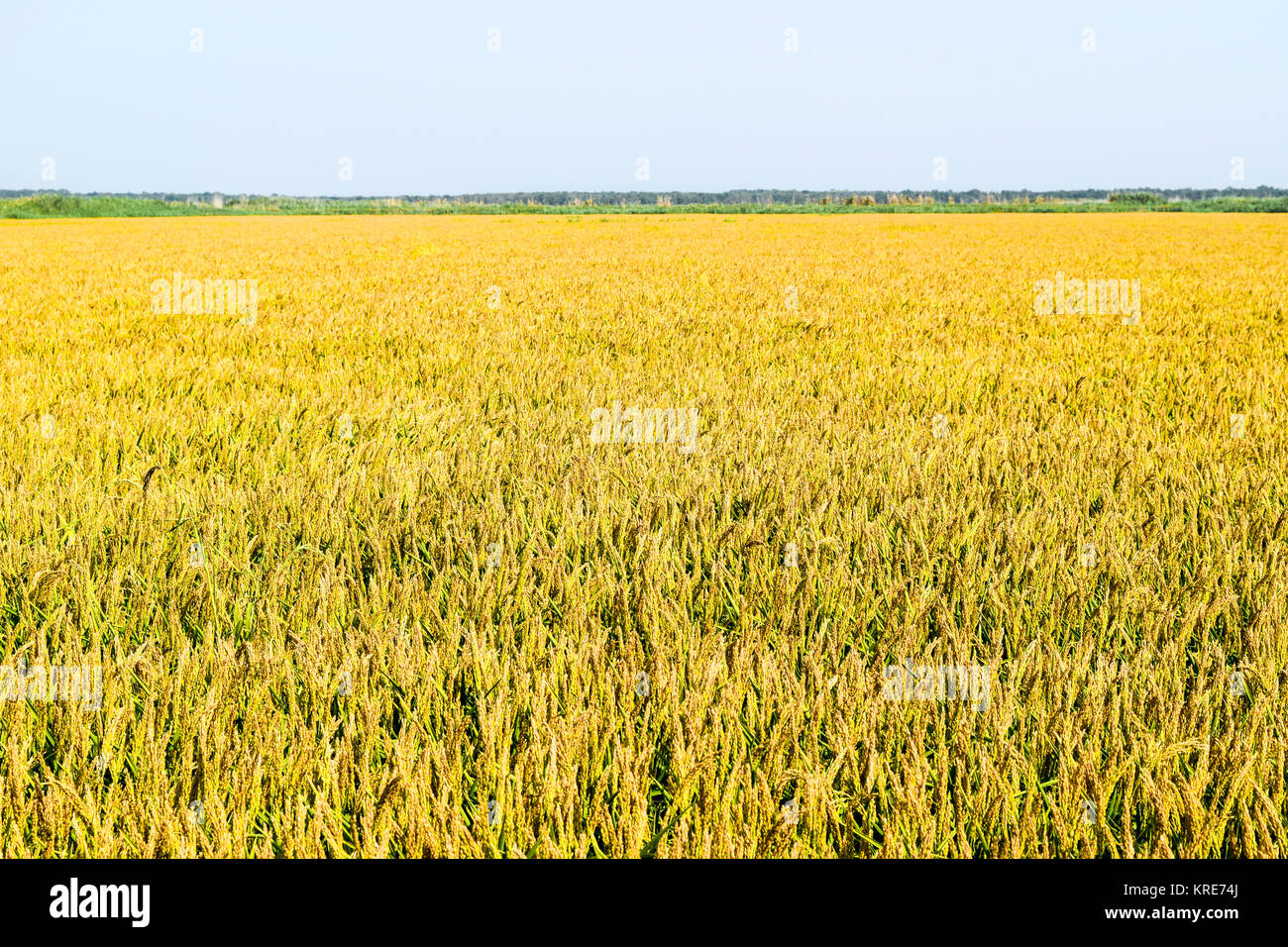 Field of rice in the rice paddies Stock Photo - Alamy