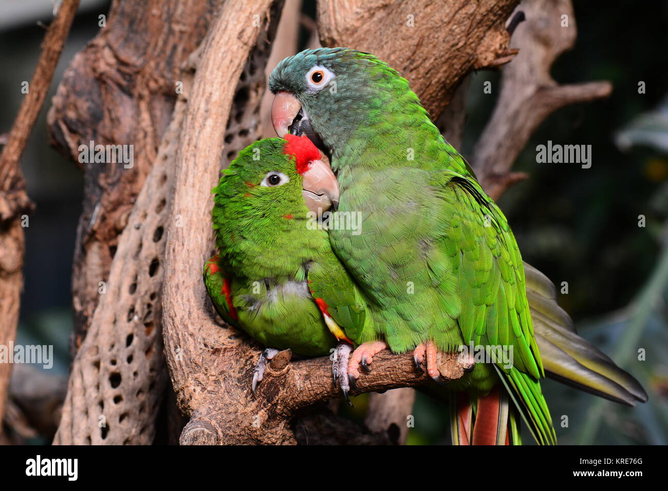 A pair of loving parrots snuggle next to each other in the gardens,call ...